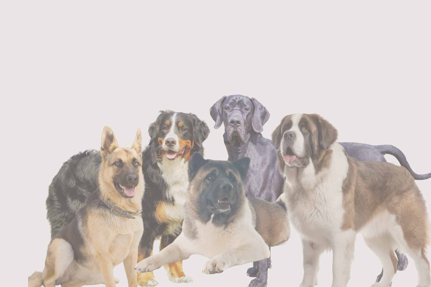 Curated Large Breed Treat and Chew Options – BarknBig